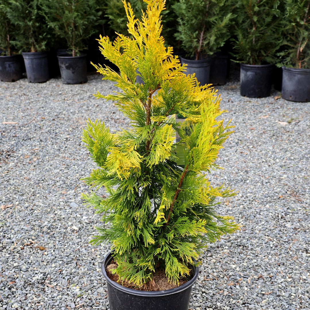 Forever Goldy™ Arborvitae Trees for Sale Online | Garden Goods Direct