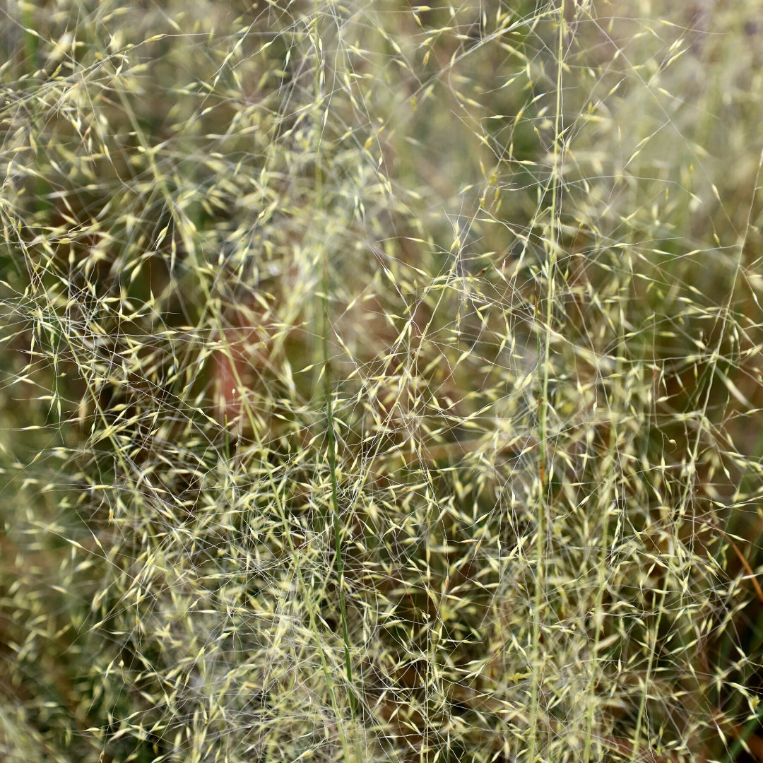 Buy White Cloud Muhly Grass Online Garden Goods Direct