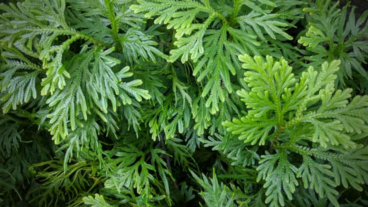 How To Plant Arborvitae Trees Plant Guide Garden Goods Direct