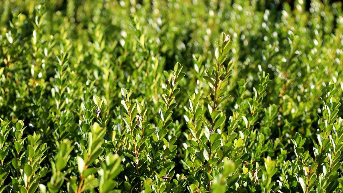How To Choose The Right Boxwood For Your Yard | Garden Goods Direct