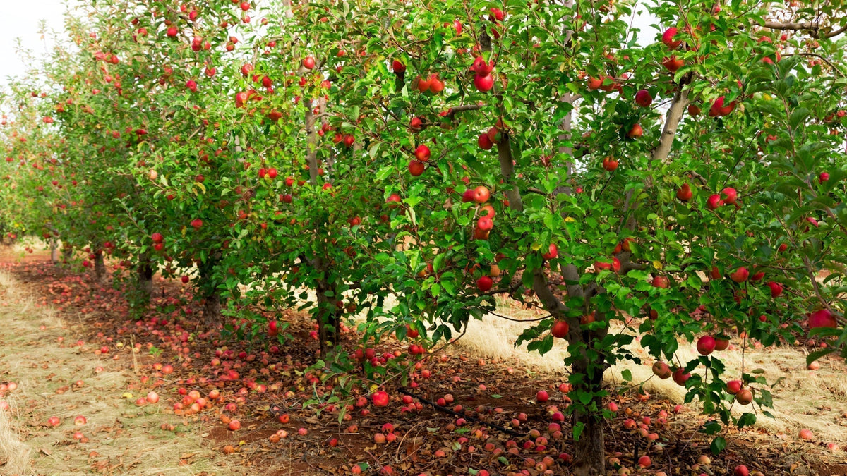 Apple Trees: Understanding Chill Needs & Selecting the Right Variety ...