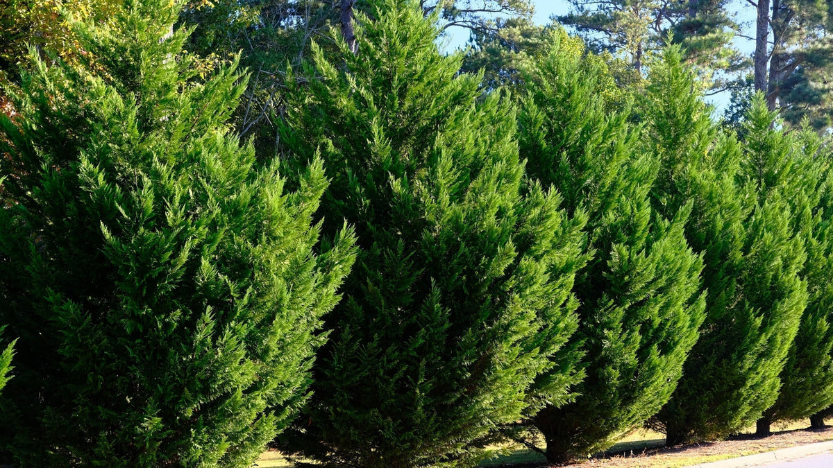 Woodie's Picks: Four Cypress All-Stars for Privacy, Color & Year-Round ...