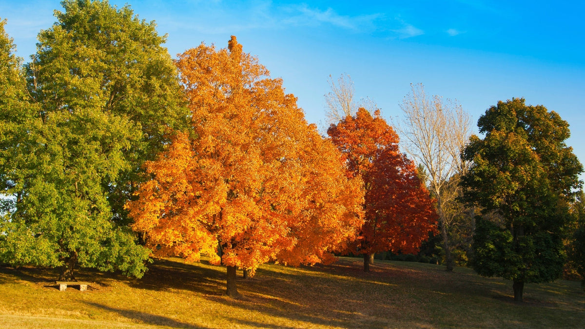 Woodie’s Picks: Maple Trees—Shade That Changes a Home | Garden Goods ...