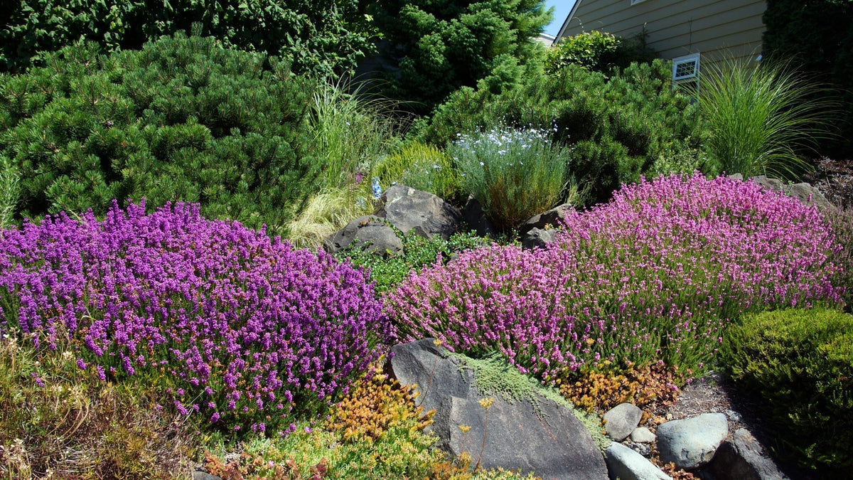 Everything to Know About the Quiet Winter Magic of Mediterranean Heath