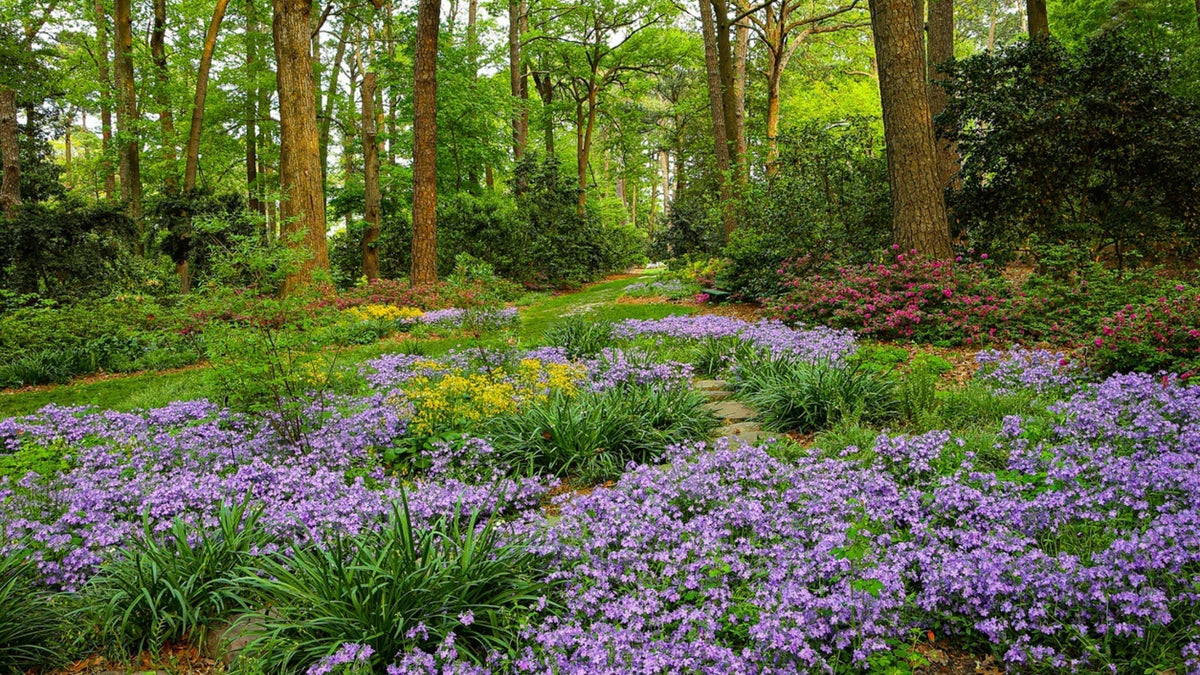 Spring in the Woods: Ephemerals and Early Bloomers That Wake Up Before ...