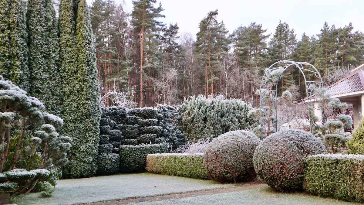 When January Tilts Toward Spring: A Prophecy for Gardeners | Garden ...