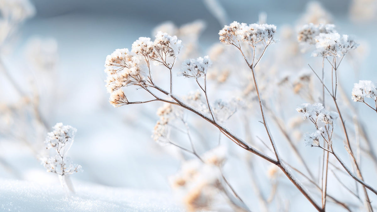 Overwintering Your Landscape Plants: A Friendly, Field-Tested Guide ...