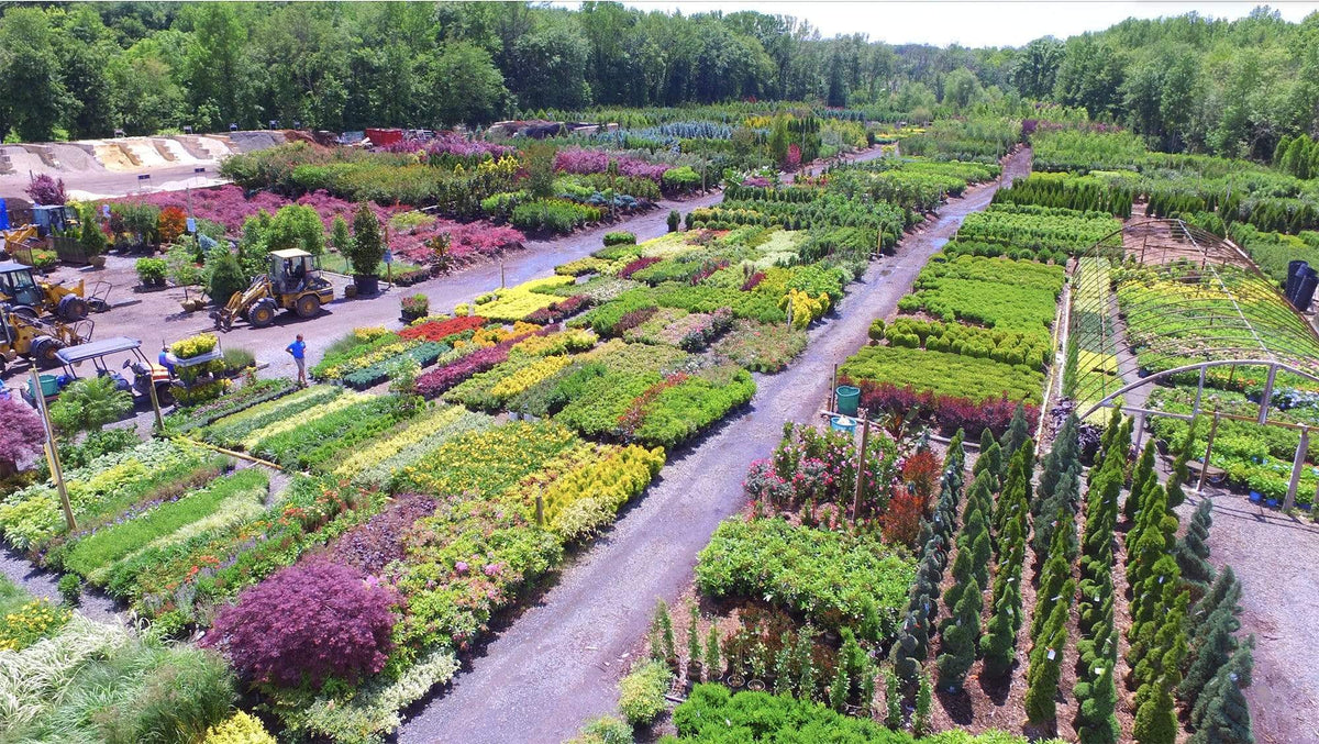 Consider the Source When Buying Plants Online | Garden Goods Direct