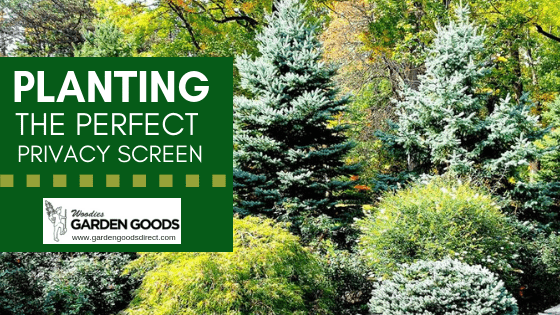 Planting the Perfect Privacy Screen | Garden Goods Direct