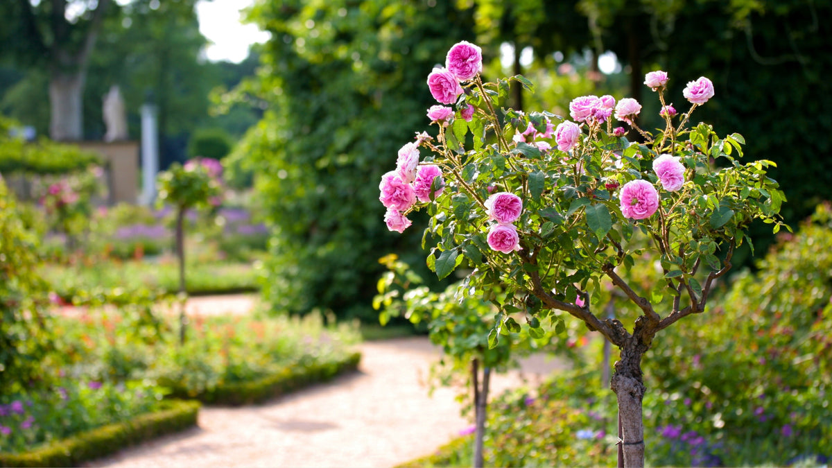 Exploring the Elegance of Tree Roses | Garden Goods Direct