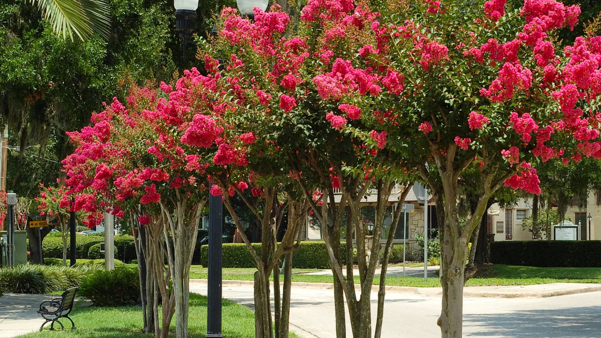 Crape Myrtle Driveway Ideas How To Grow And Care For Crepe Myrtle