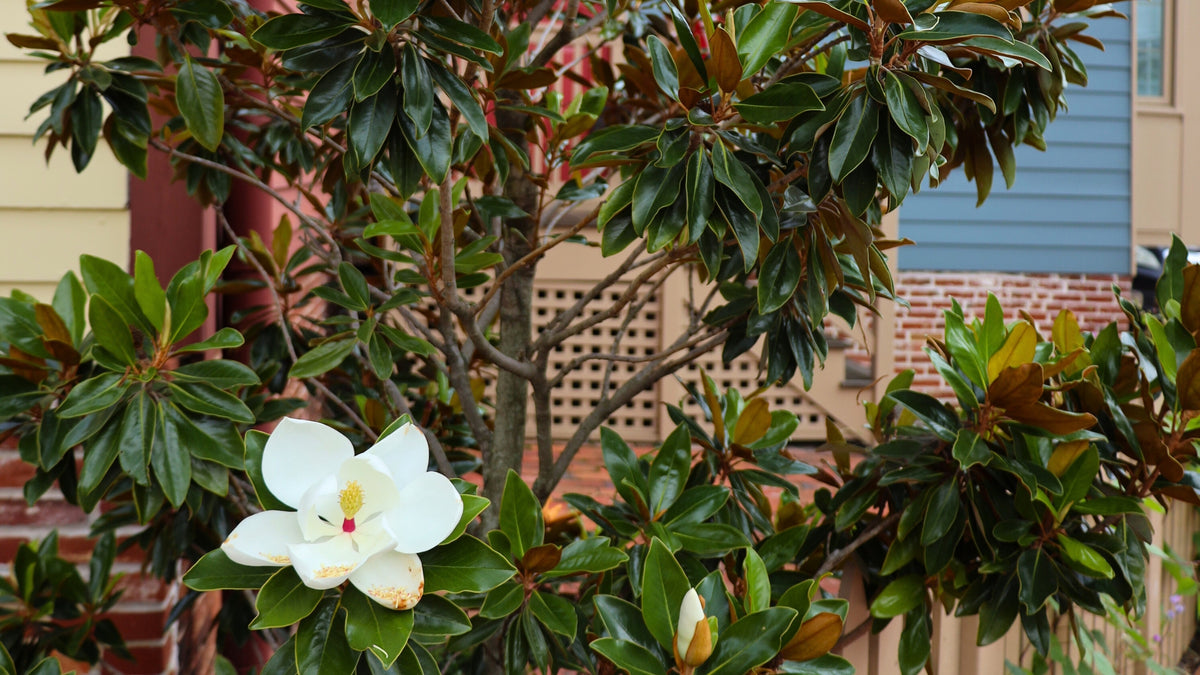 Woodie's Picks: Summer Blooming Magnolia Tree Favorites | Garden Goods ...