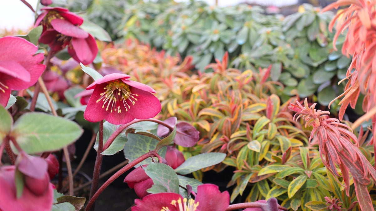 Woodie’s Picks: Four Cold-Hardy Plants For Early Spring Color | Garden ...