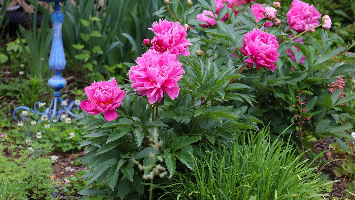 Woodie’s Picks: Cut Flower Garden Favorites For Spring | Garden Goods ...