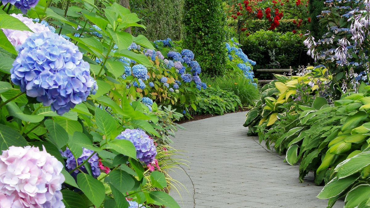 The Ultimate Guide to a Lush Summer Shade Garden | Garden Goods Direct