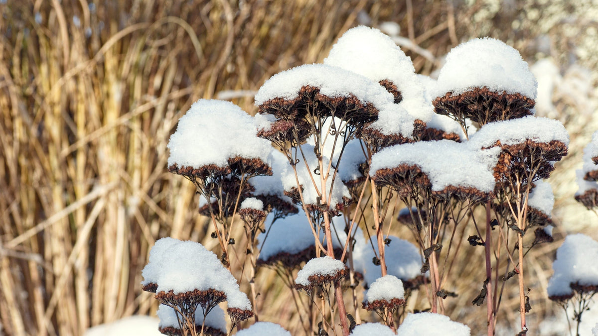 Importance of Dormancy to Plants: How Fall & Winter Planting Benefits ...