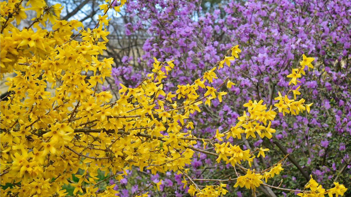 Exploring the Best Spring-Blooming Shrubs for Your Landscape | Garden ...