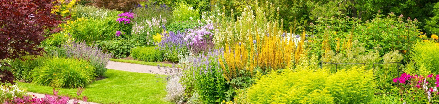 Buy Perennials Online | Garden Goods Direct