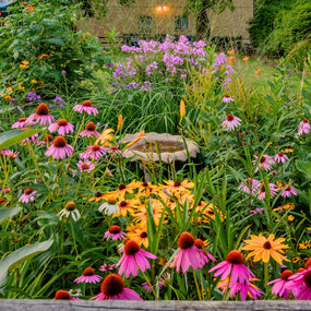 Plants & Trees On Sale - Reduced Pricing | Garden Goods Direct