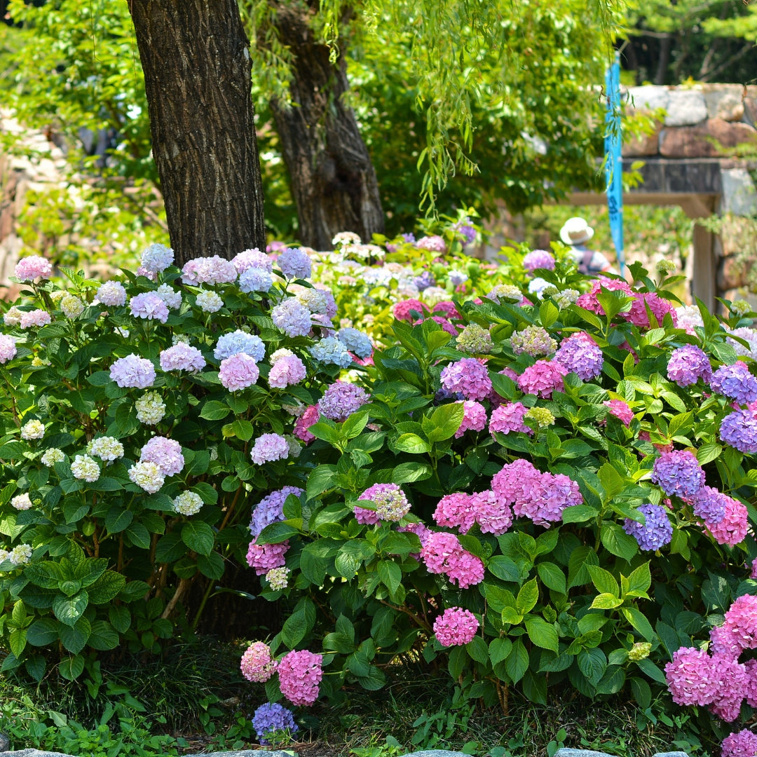 Shrubs On Sale | Garden Goods Direct