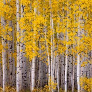 Birch Trees for Sale: River Birch & Paper Birch | Garden Goods Direct