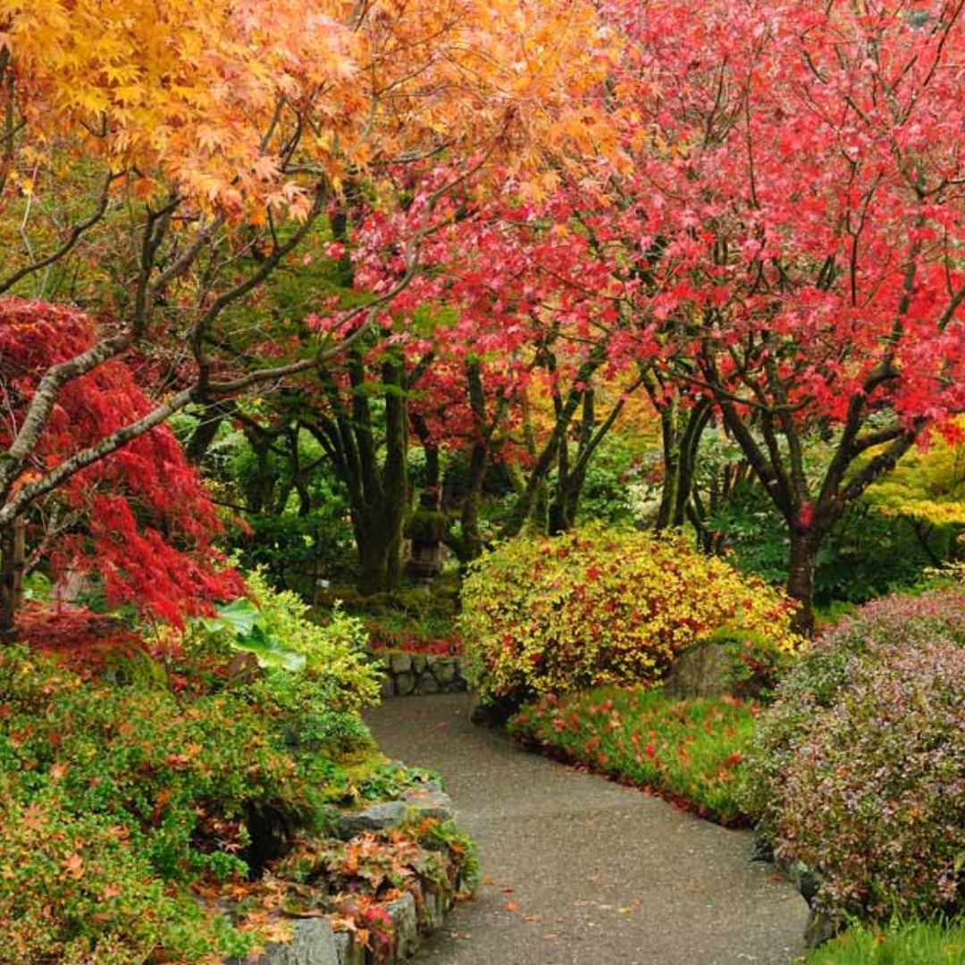 Deciduous Plants for Sale | Garden Goods Direct