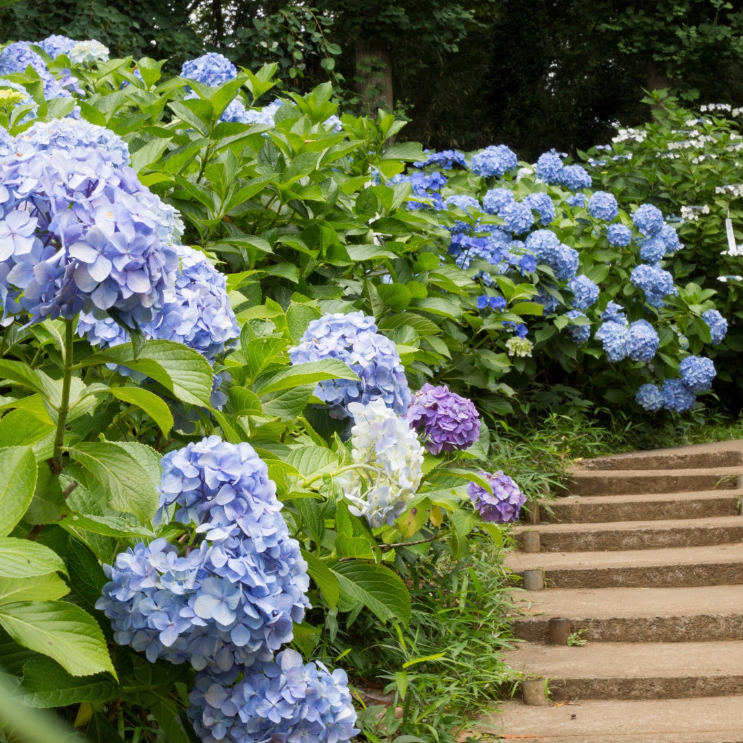 Deciduous Shrubs for Sale | Garden Goods Direct