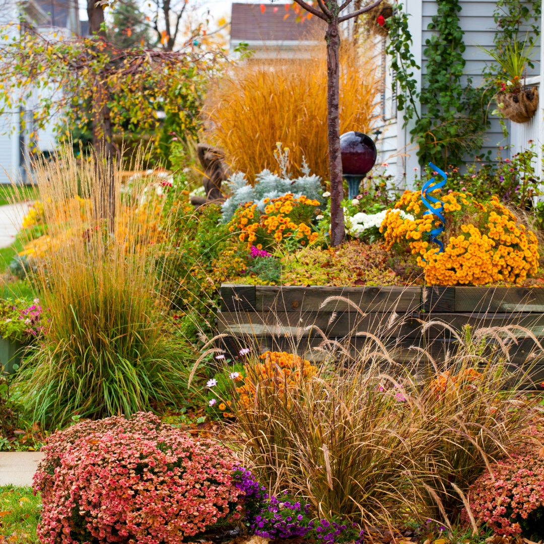 Fall Interest Plants | Garden Goods Direct
