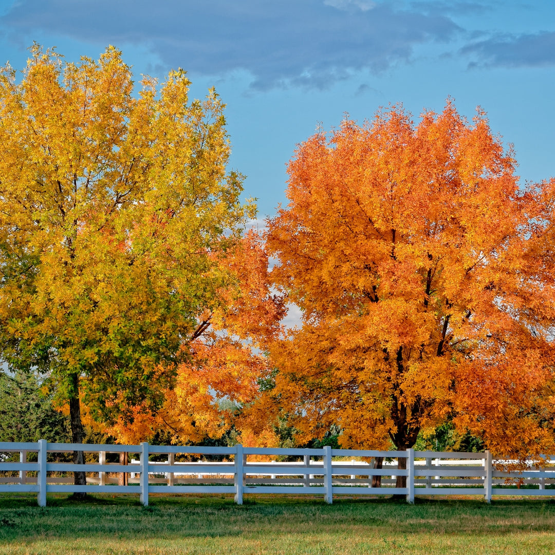 Fall Interest Trees | Garden Goods Direct