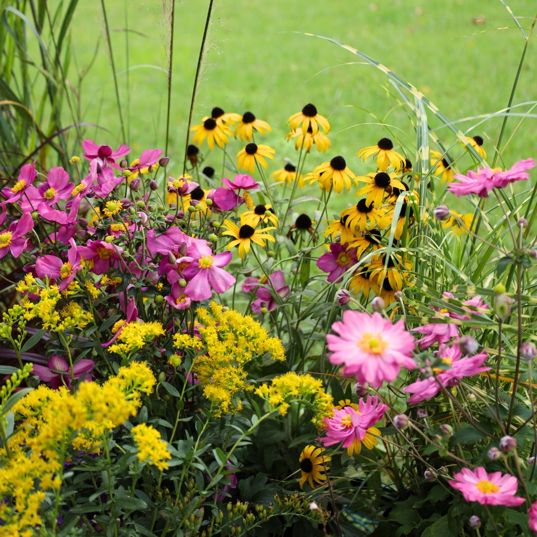 Fall Interest Perennials | Garden Goods Direct