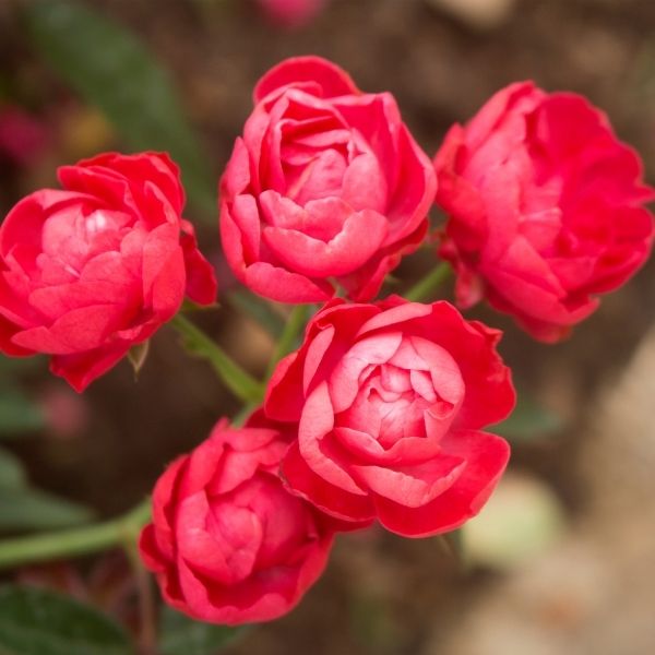 Buy OSO-Easy Roses Online | Garden Goods Direct