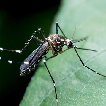 Buy Insect and Pest Control Products Online | Garden Goods Direct