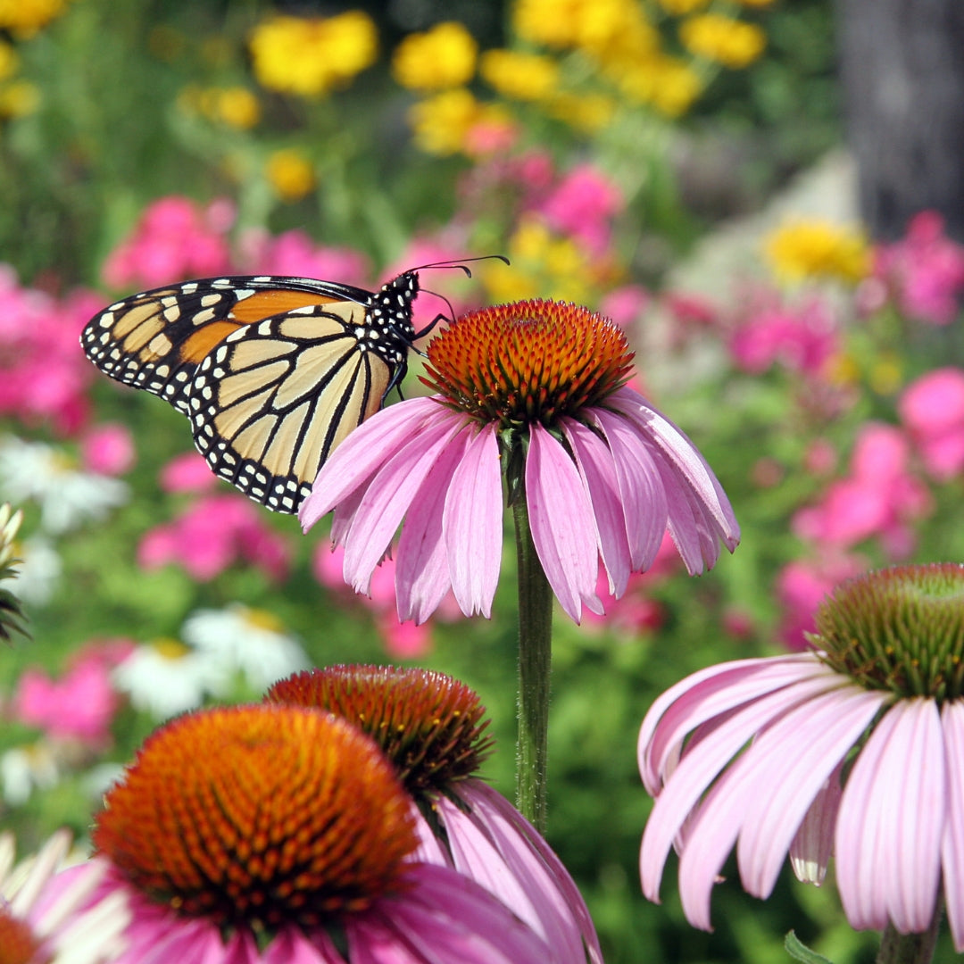 Native Plants for Sale Online: Trees, Shrubs & More | Garden Goods Direct