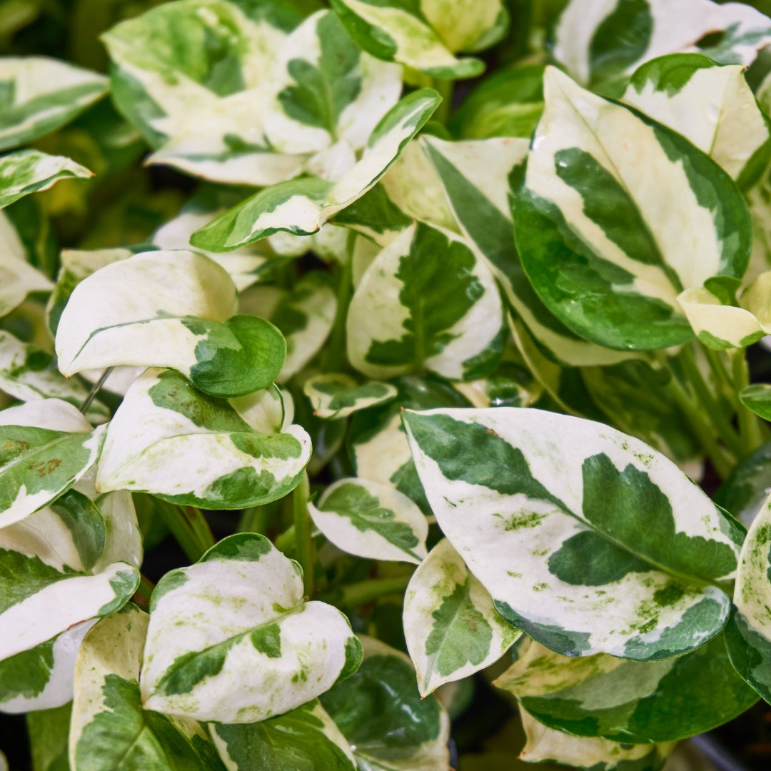 Pothos Plants For Sale Online | Garden Goods Direct