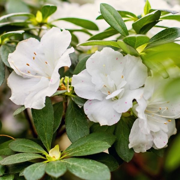 White Azalea Shrubs for Sale | Garden Goods Direct