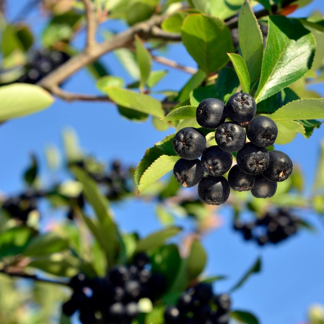 Aronia Berry Shrubs for Sale | Berry Shrubs | Garden Goods Direct