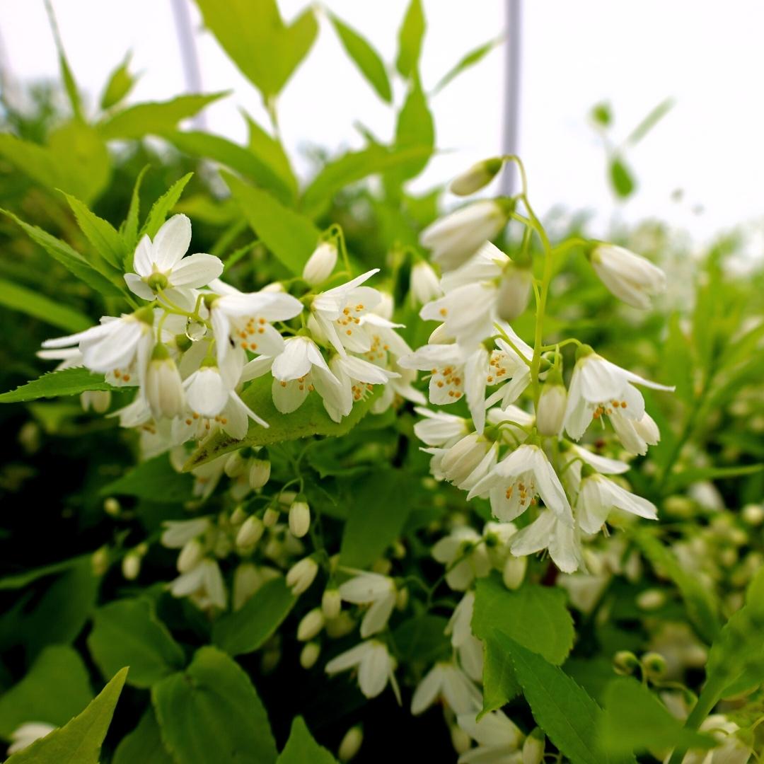 Buy Deutzia Online | Garden Goods Direct
