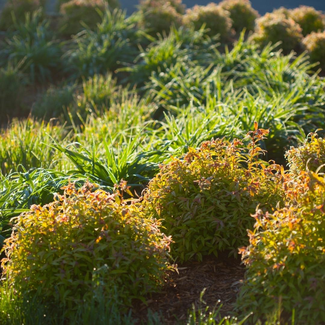 Buy Drought Tolerant Shrubs Online | Garden Goods Direct