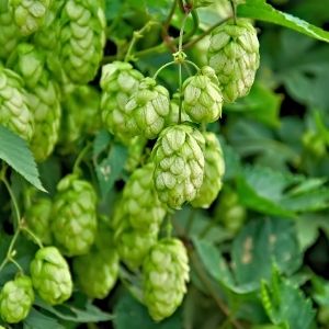 Hops Plants for Sale Online | Garden Goods Direct