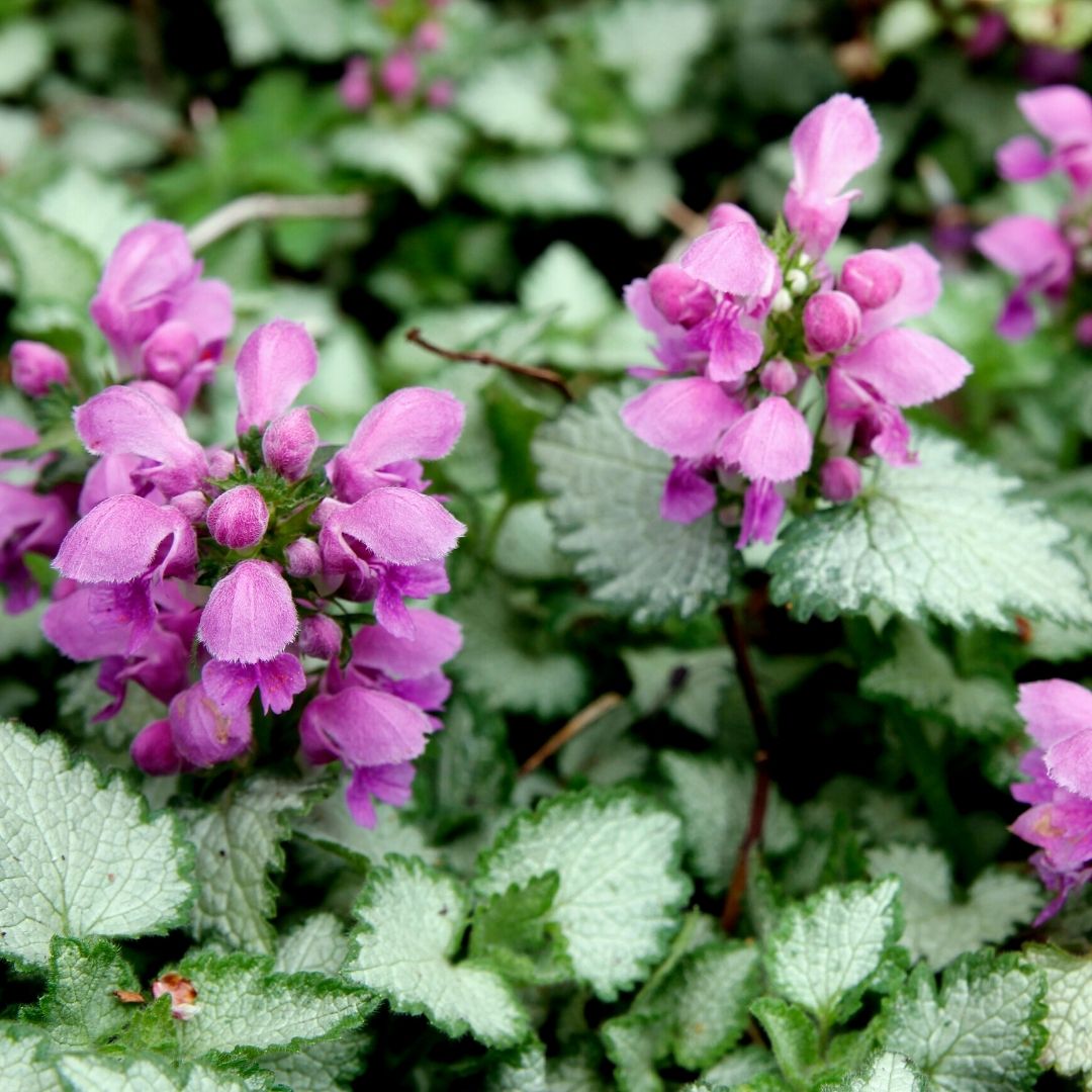 Buy Lamium Online | Garden Goods Direct