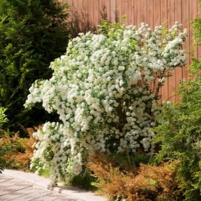 Miscellaneous Shrubs for Sale Online | Garden Goods Direct