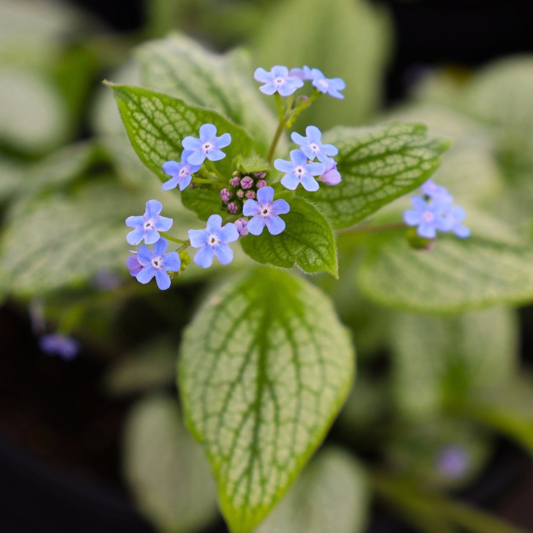 Brunnera Plants For Sale Online | Garden Goods Direct