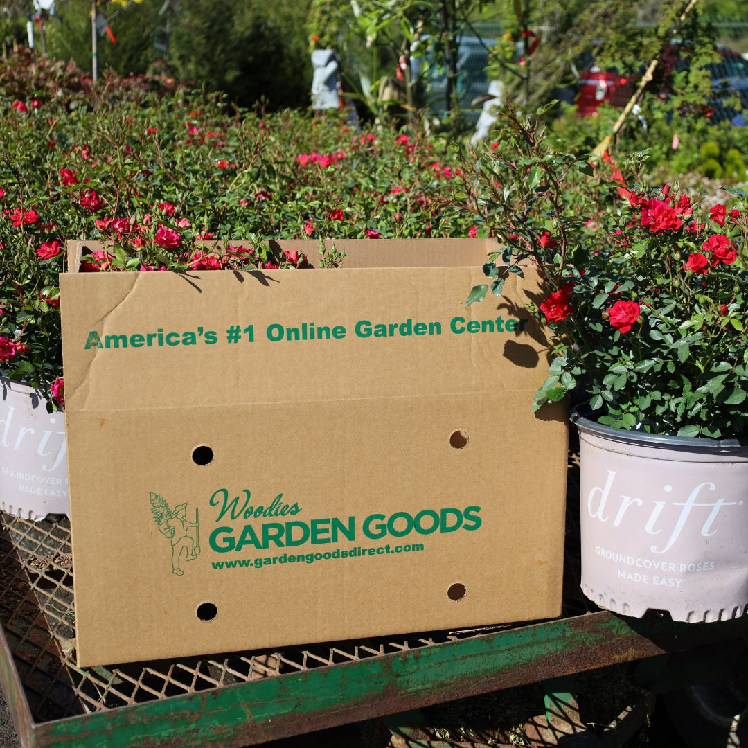 Flowering Plants For Sale Online | Garden Goods Direct