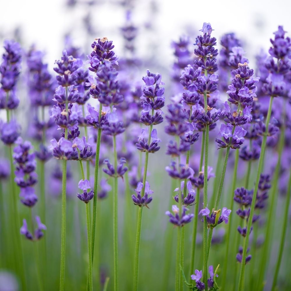 Pre-Order Perennials | Free Shipping Over $99 | Garden Goods Direct