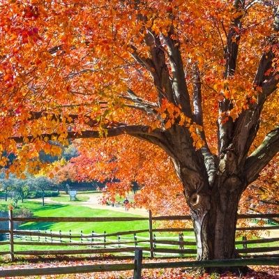 Large Specimen Trees | Garden Goods Direct