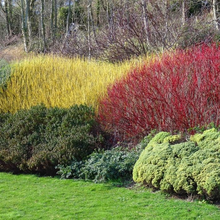 Buy Winter-Interest Shrubs Online | Garden Goods Direct