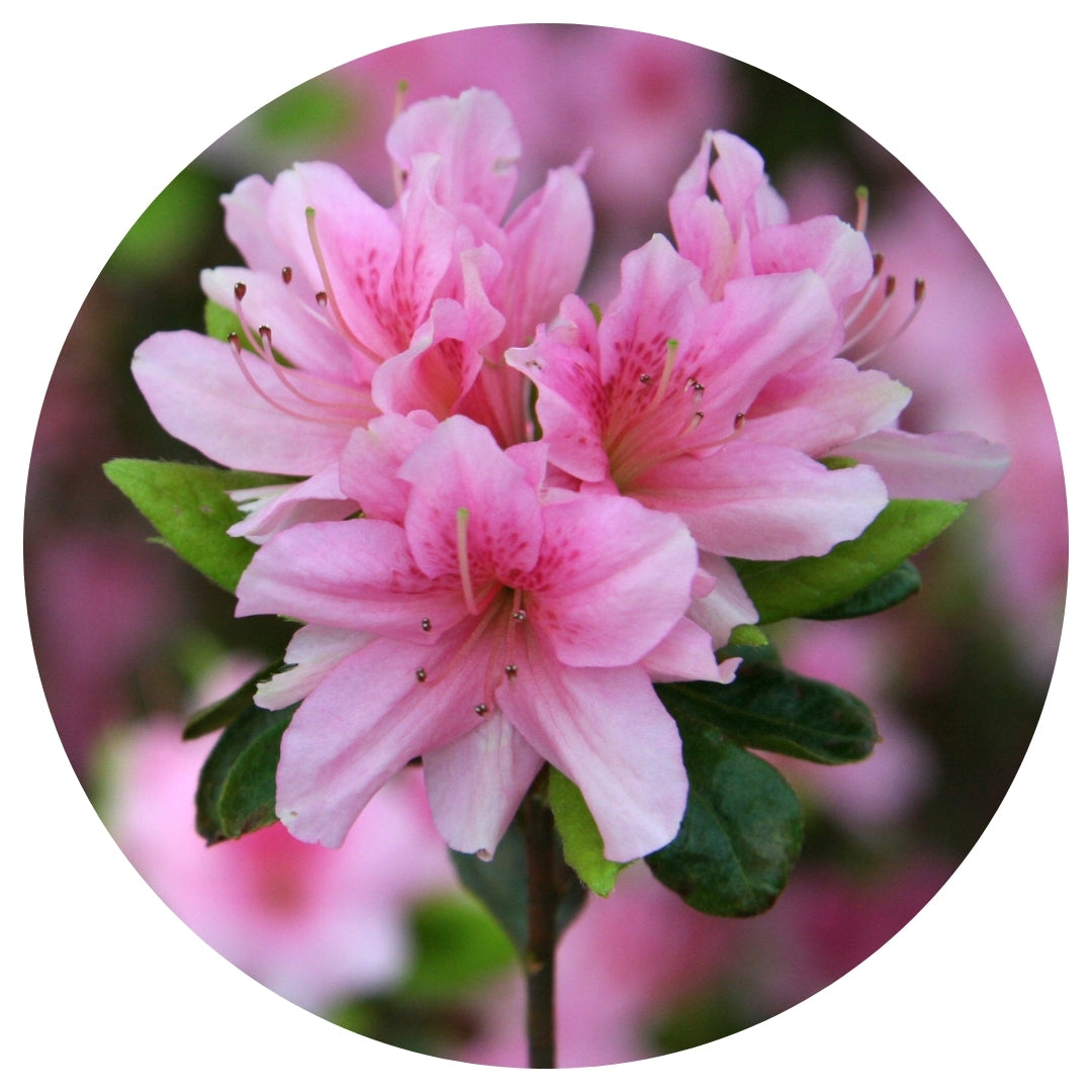 Buy Autumn Carnation Encore Azalea Online | Garden Goods Direct