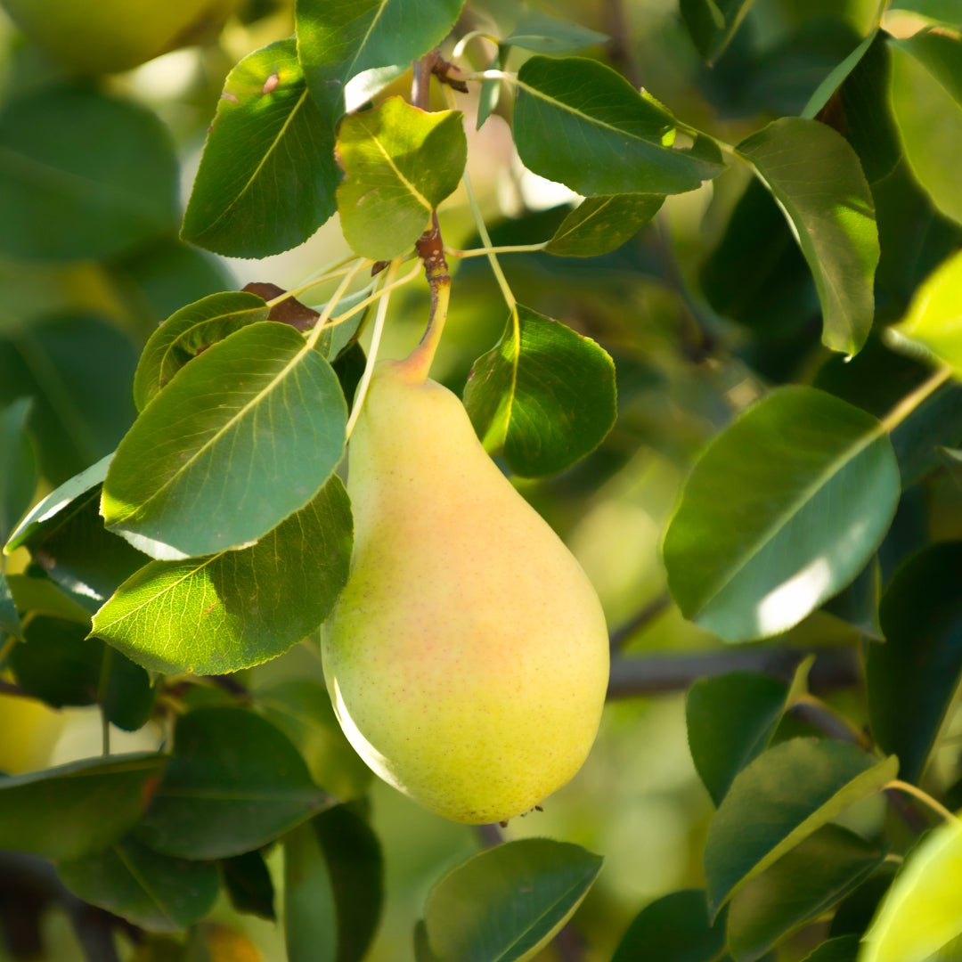 Buy Bartlett Pear Trees Online | Garden Goods Direct