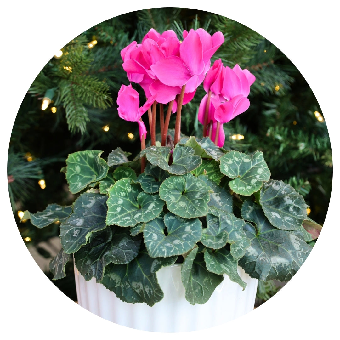 Buy Croton Mammy Plants Online | Garden Goods Direct
