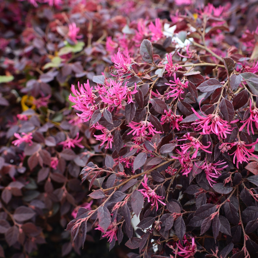 Purple Magic Crape Myrtles For Sale Online | Garden Goods Direct